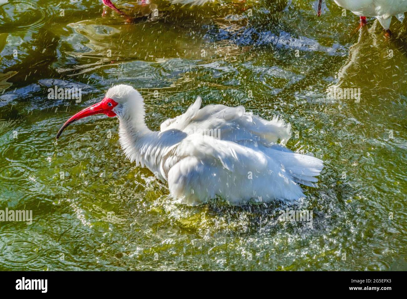 Colorful American White Ibis Splashing Taking a Bath Florida Eudocimus ...