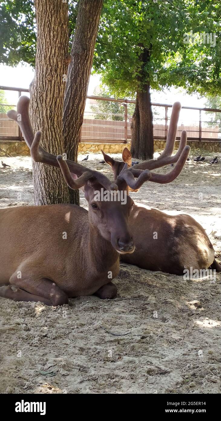 deer with large antlers lies in the shade of a tree Stock Photo - Alamy