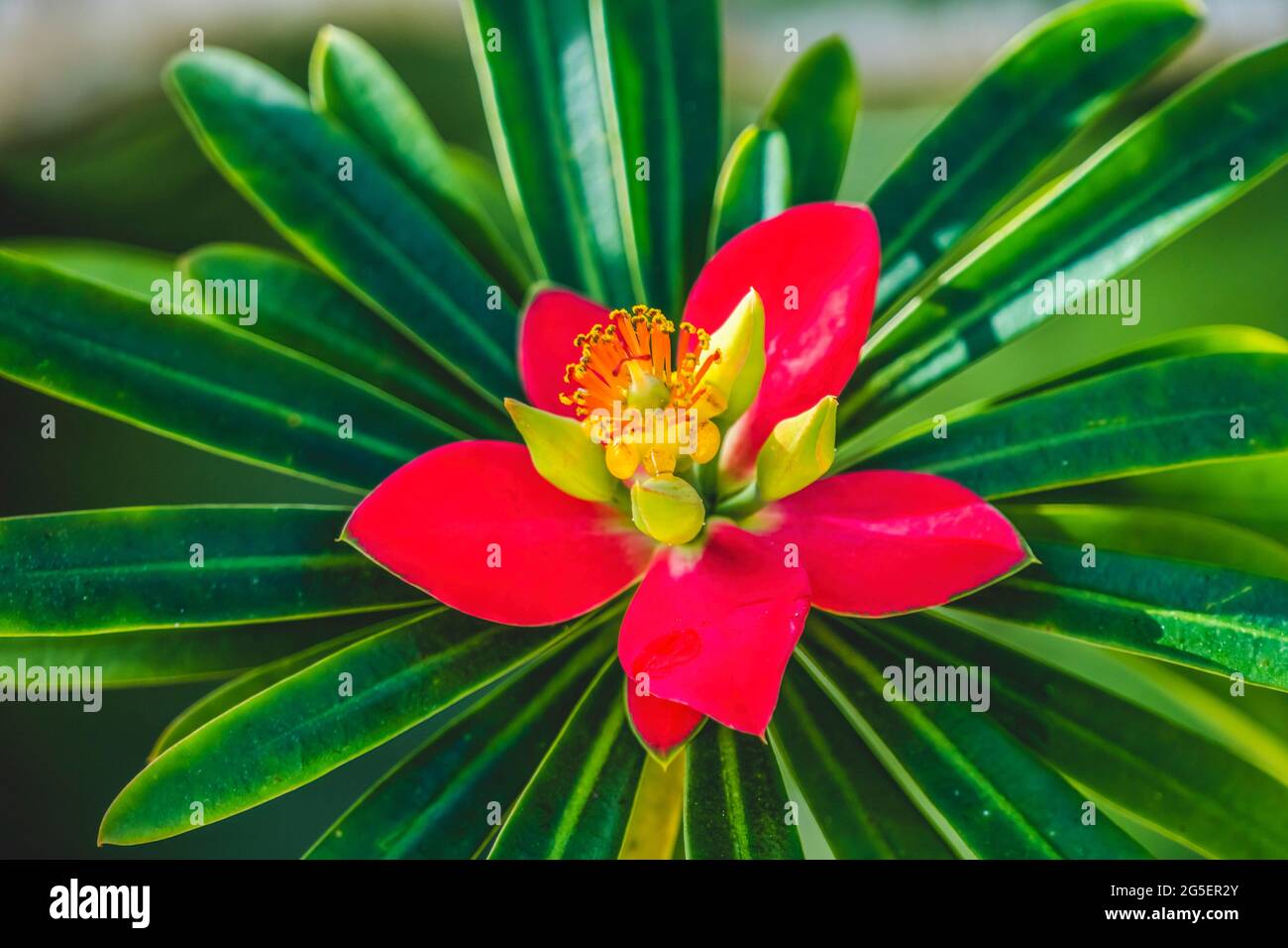 Monocot family hi-res stock photography and images - Alamy