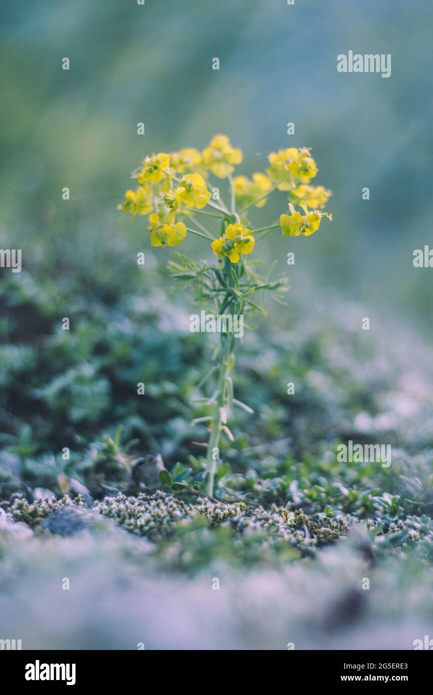 Spurge flower hi-res stock photography and images - Alamy