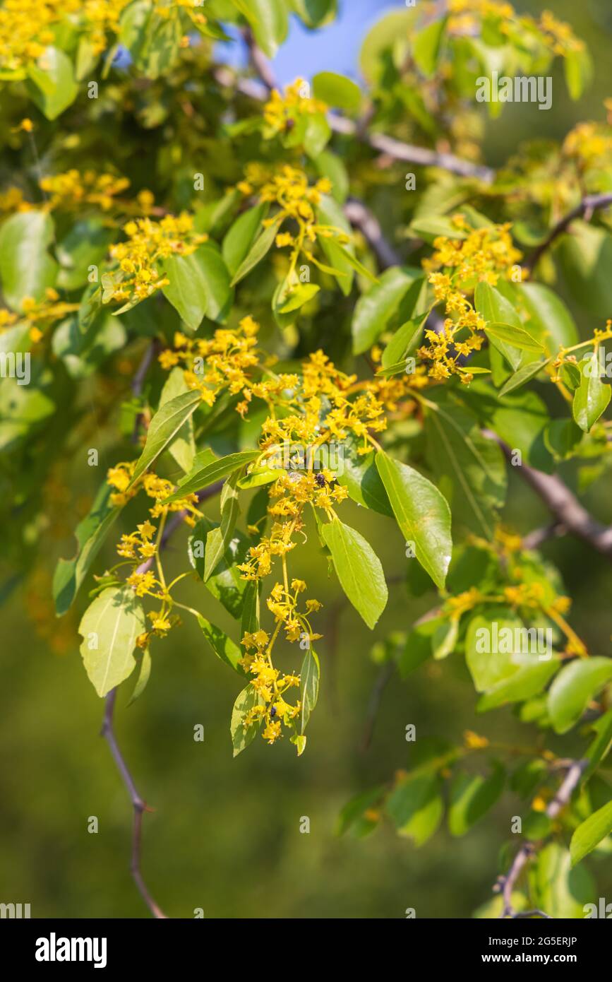 Flowers and fruits of Paliurus spina-christi, commonly known as ...