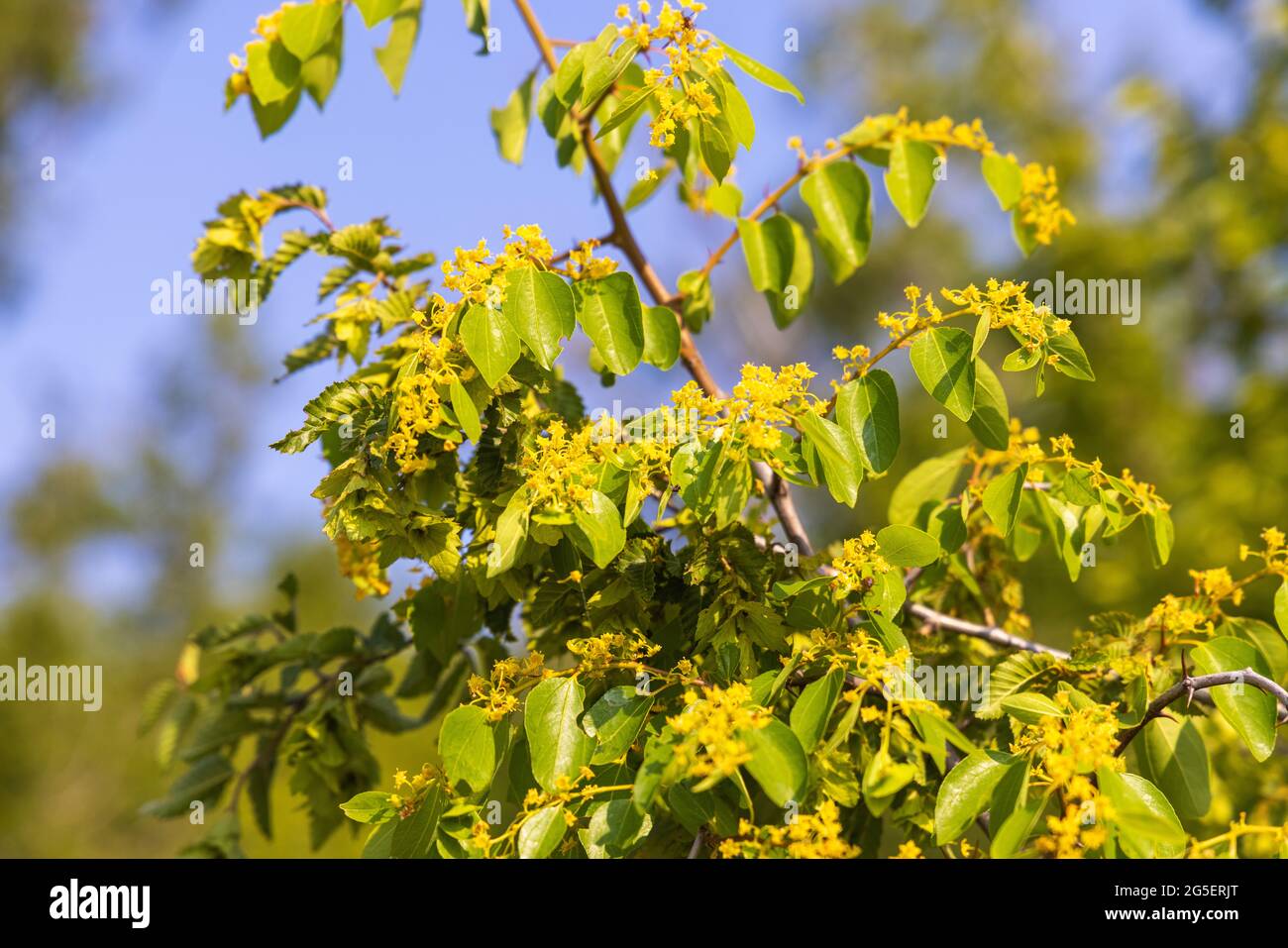 Jerusalem thorn tree hi-res stock photography and images - Alamy