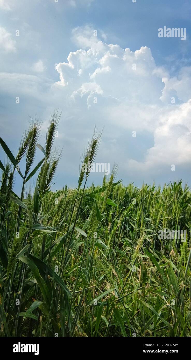 Tall majestic storm cloud over grain fields Stock Photo - Alamy