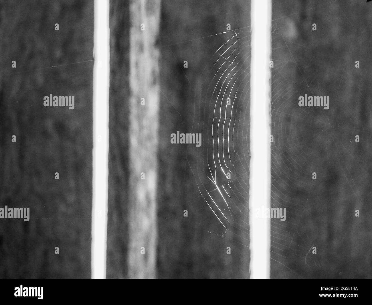 Spider webs and stripes. Sunlight shining from behind to faded palings ...