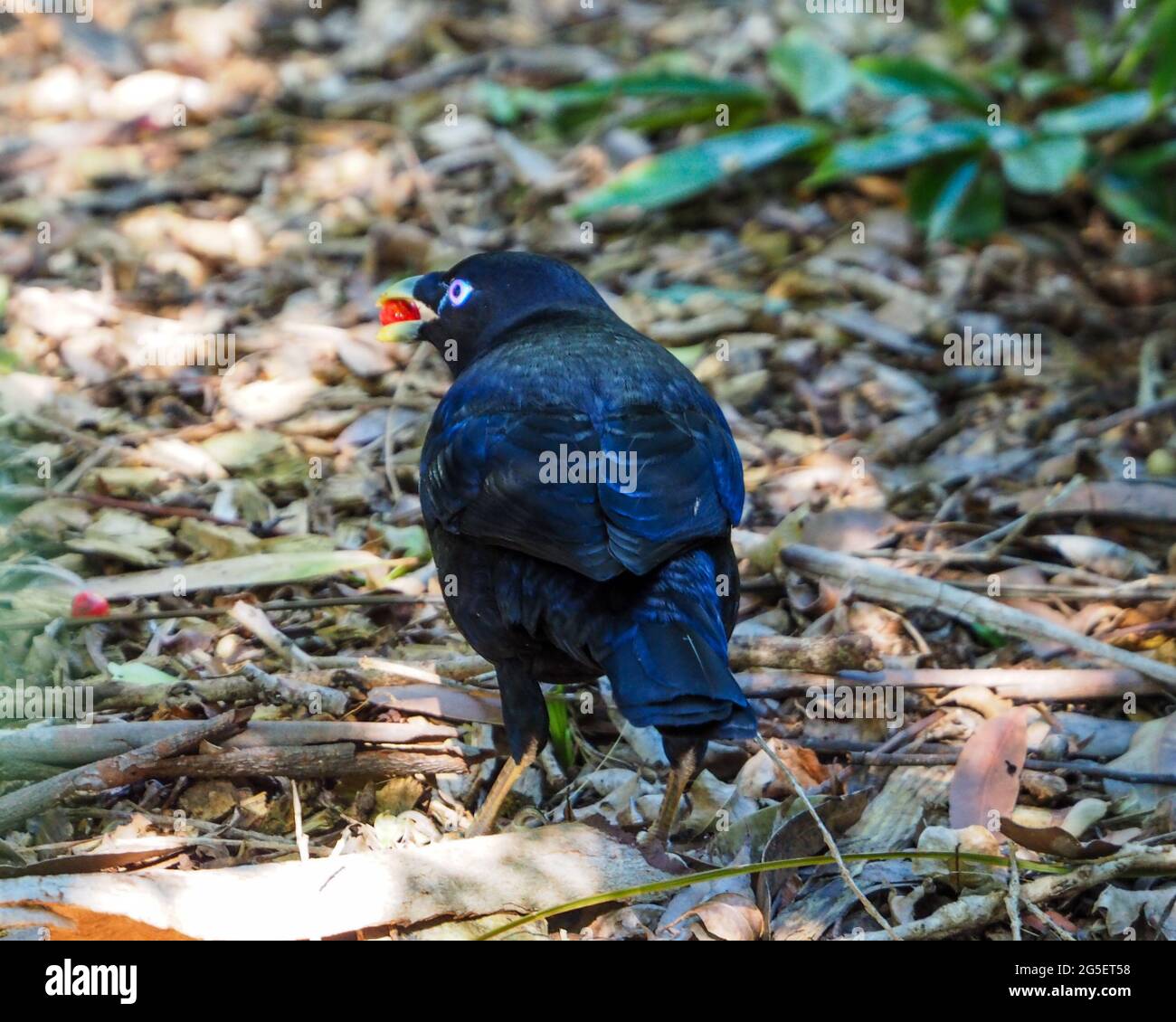 Shiny iridescent glossy blue black male Satin Bowerbird ...