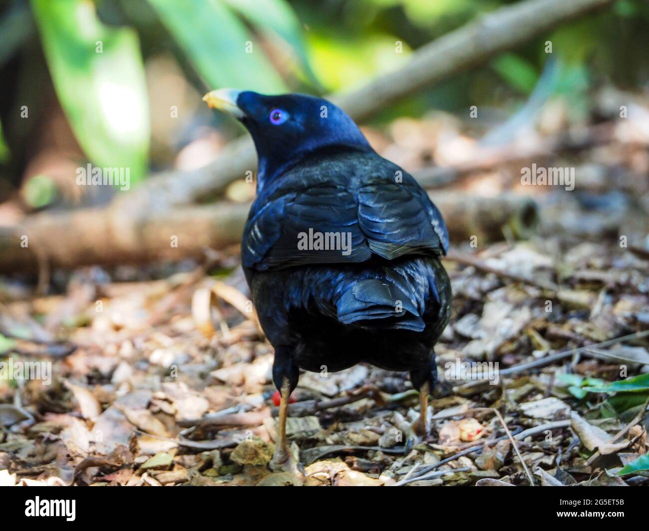 Bird, Satin Bowerbird male, Ptilonorhynchus violaceus, stunning shiny iridescent glossy blue ...
