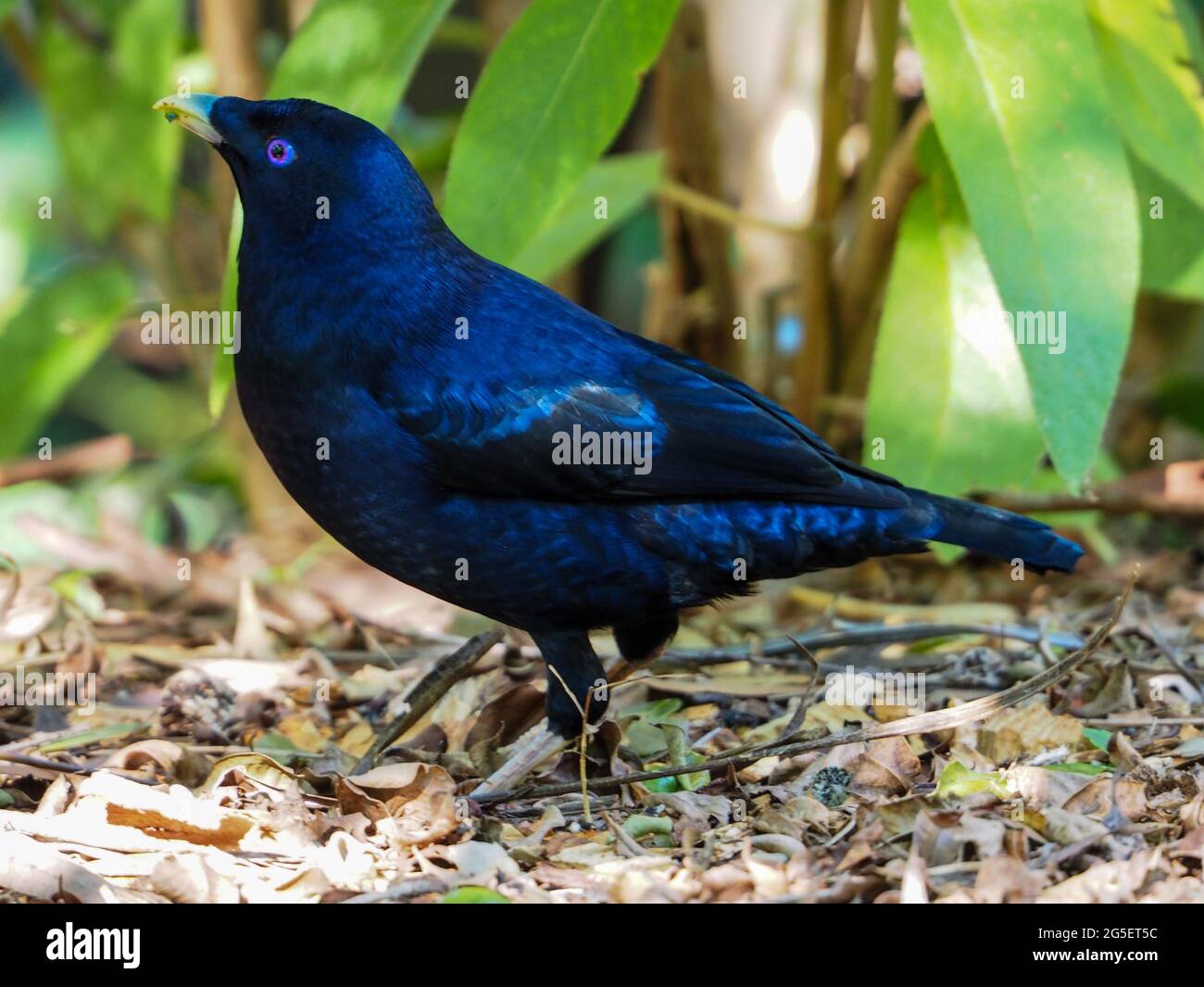 Iridescent Blue In Colour And Very Glossy High Resolution Stock ...