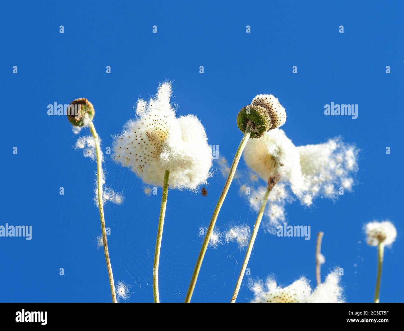Windflower seed heads hi-res stock photography and images - Alamy
