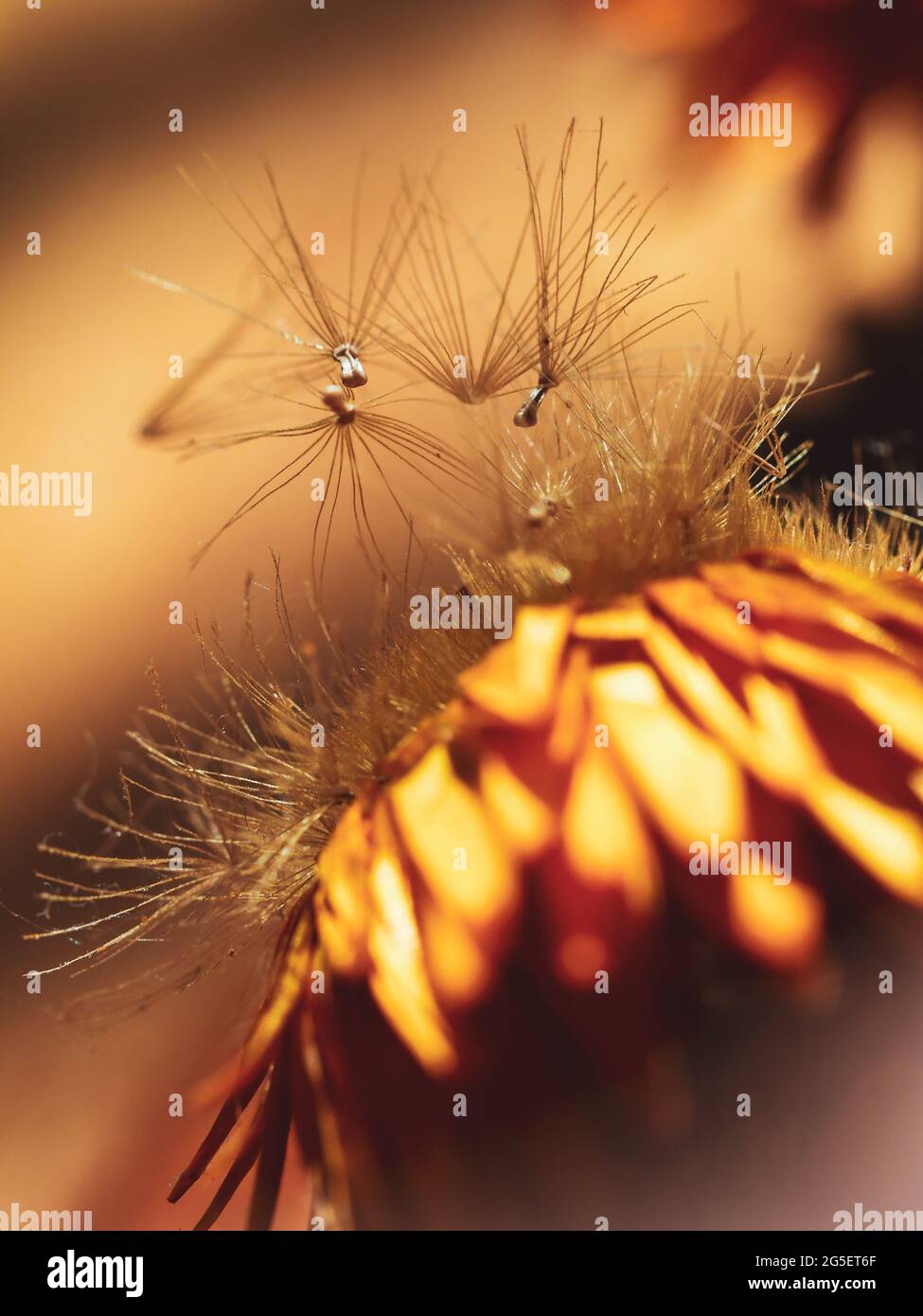 Fluffy Seed Heads High Resolution Stock Photography and Images - Alamy