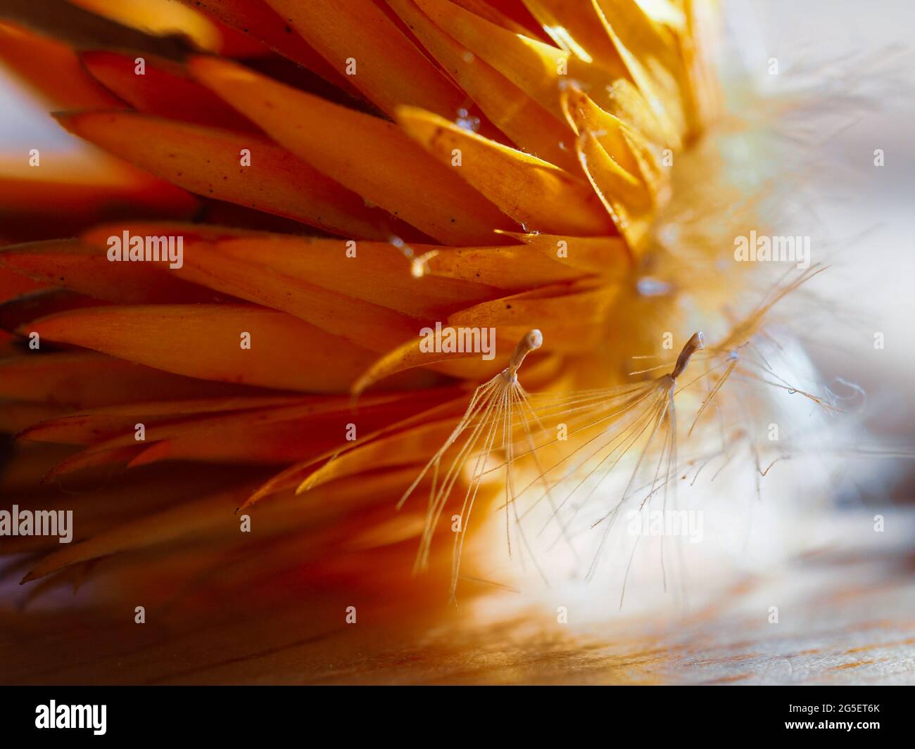 Paper daisy seed heads and petals hi-res stock photography and images ...