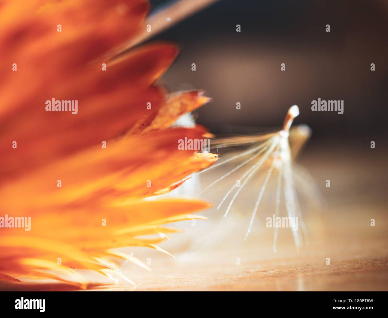 Macro, Blurred dried yellow Paper Daisy petals with an upside down ...