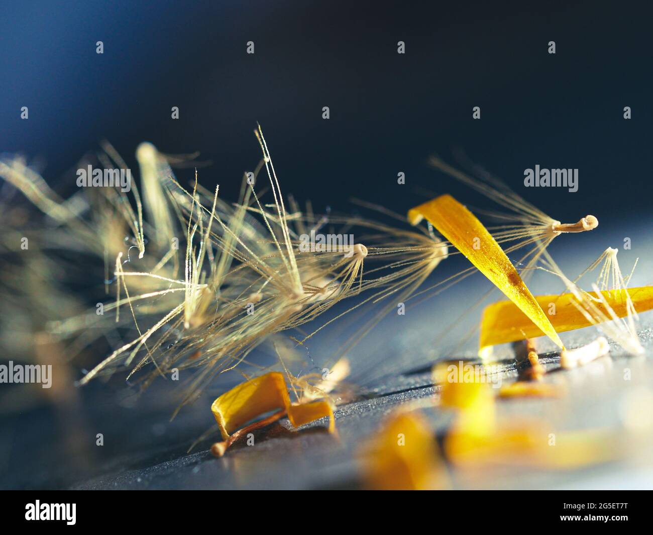Paper daisy seed heads and petals hi-res stock photography and images ...