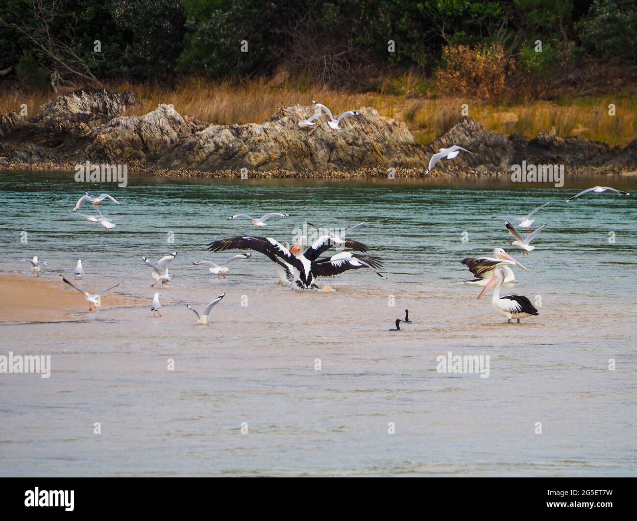 Flock of birds on the beach, Pelicans and Gulls splashing, flapping ...