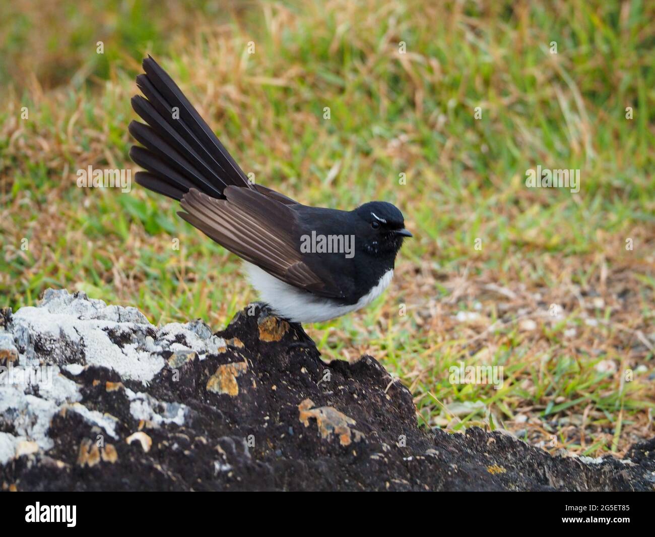 Wagtail Bird High Resolution Stock Photography and Images - Alamy