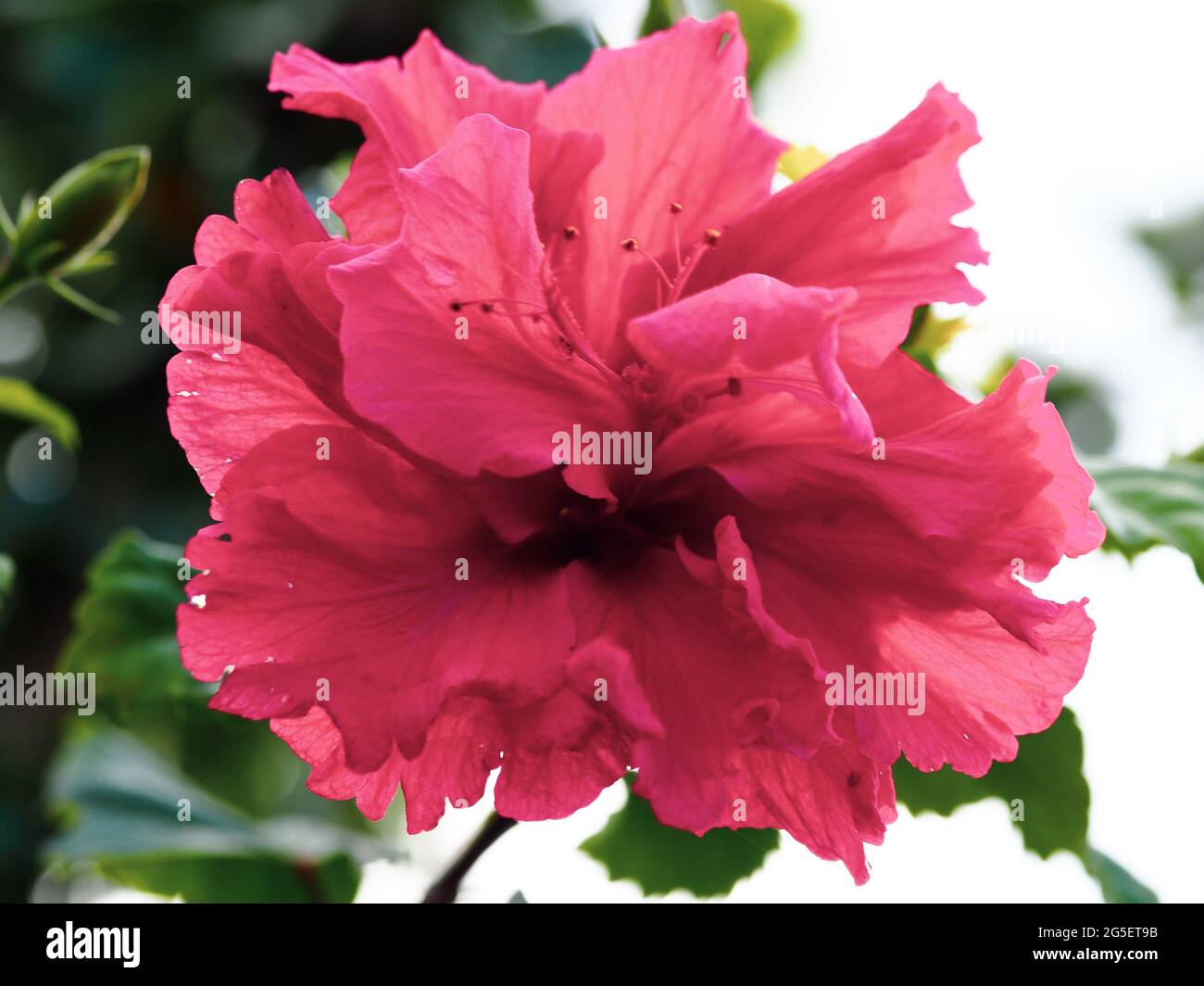 Pink Hibiscus Rosa Sinensis High Resolution Stock Photography and ...