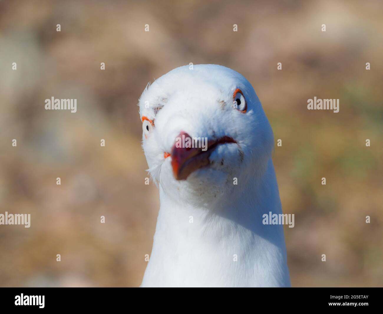 Funny seagull, silly looking bird, Australian Silver Gull with its ...