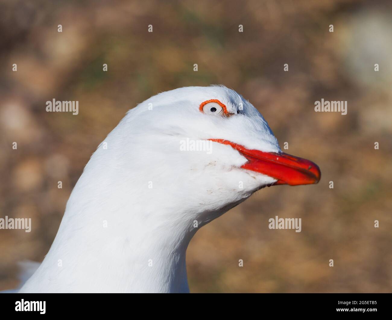 Funny bird, Australian Seagull, Silver Gull, head tilted to side, a ...