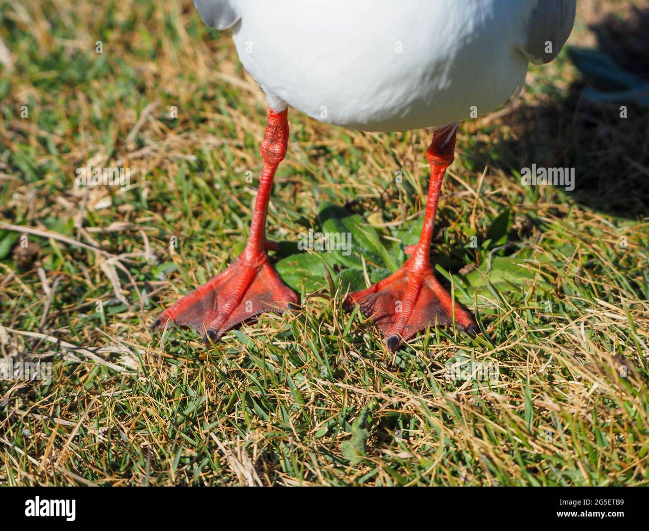 Birds, Closeup of seagull feet, red orange webbed and legs of a white ...