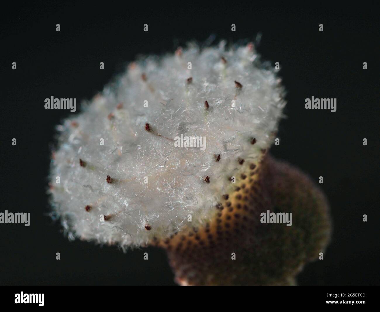 Macro of a Japanese windflower gone to seed, it's white cottony weeds ...