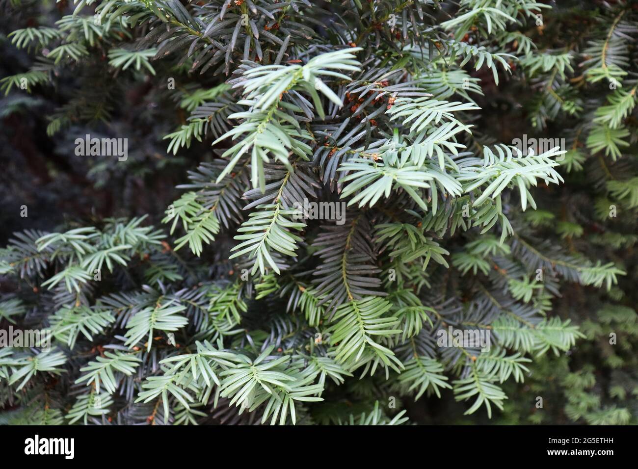 Beautiful green fir tree for christmas background. Nature wallpaper ...