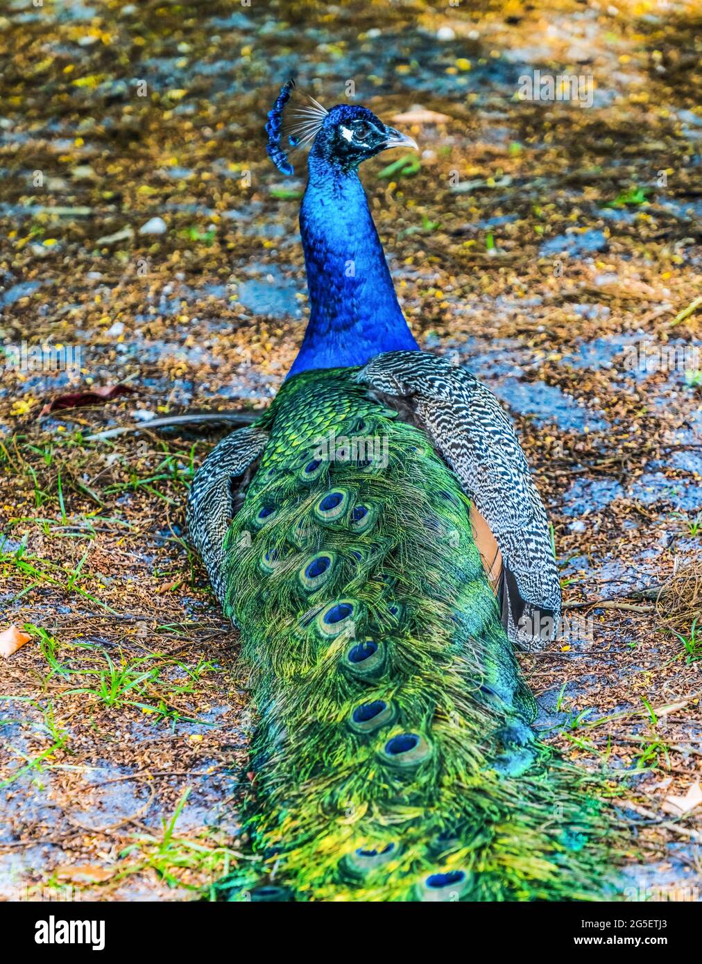 Green Feathers Plumage With Detailed Patterns Blue Male Peacock Peafowl ...