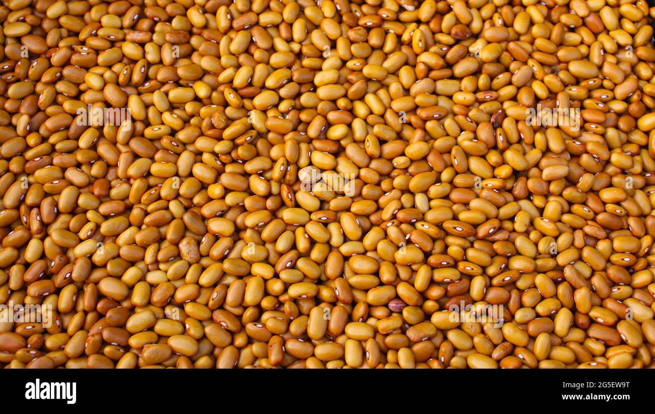 Orange beans. Lots of orange dry beans, top view. Background. Protein ...