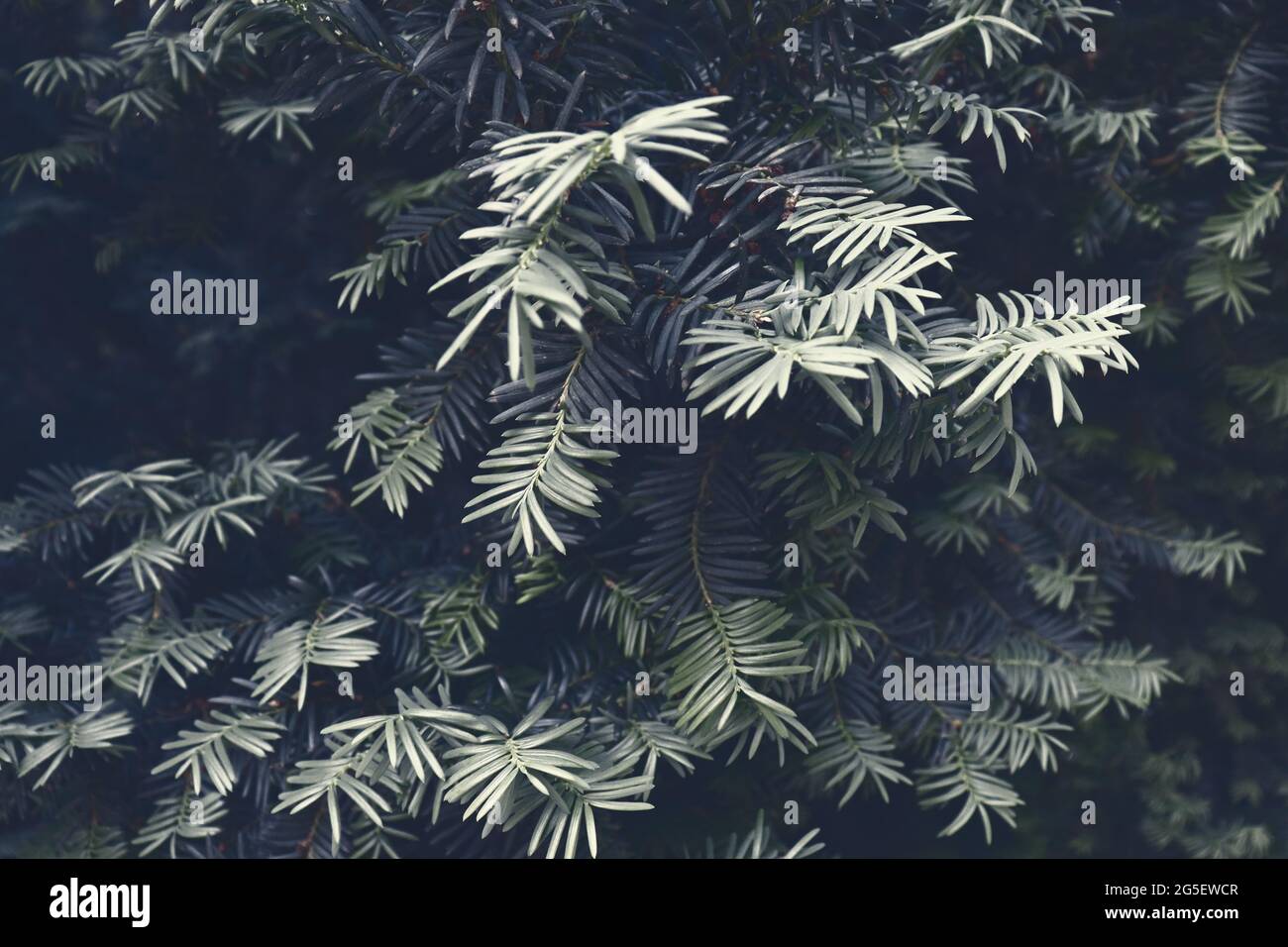 Beautiful green fir tree for christmas background. Nature wallpaper ...