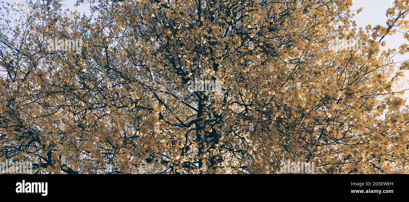 Beautiful nature background with big tree. Leaves texture Stock Photo ...