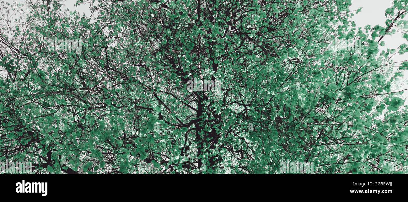 Beautiful nature background with big tree. Leaves texture Stock Photo ...