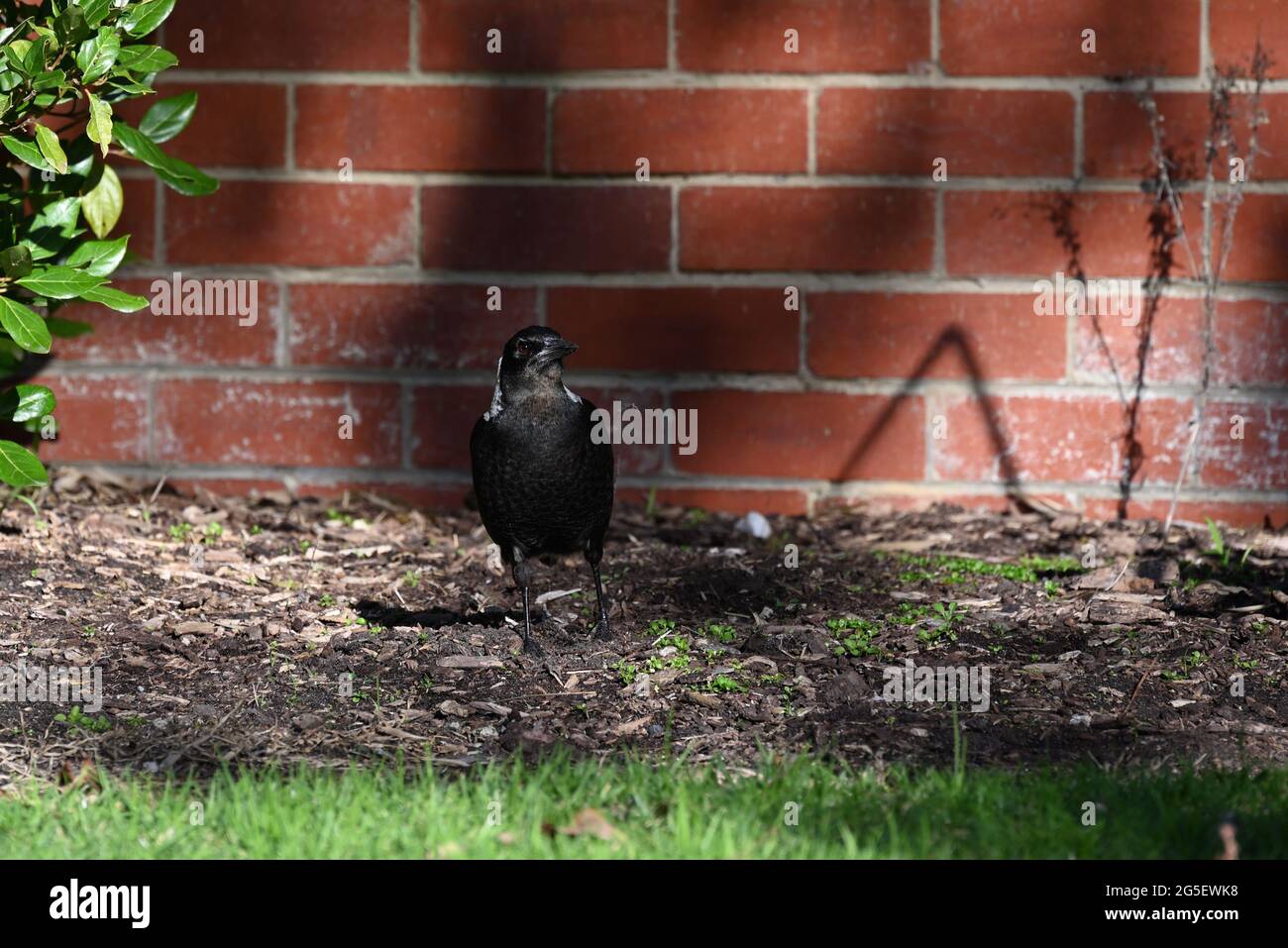 Magpies in the garden hi-res stock photography and images - Alamy