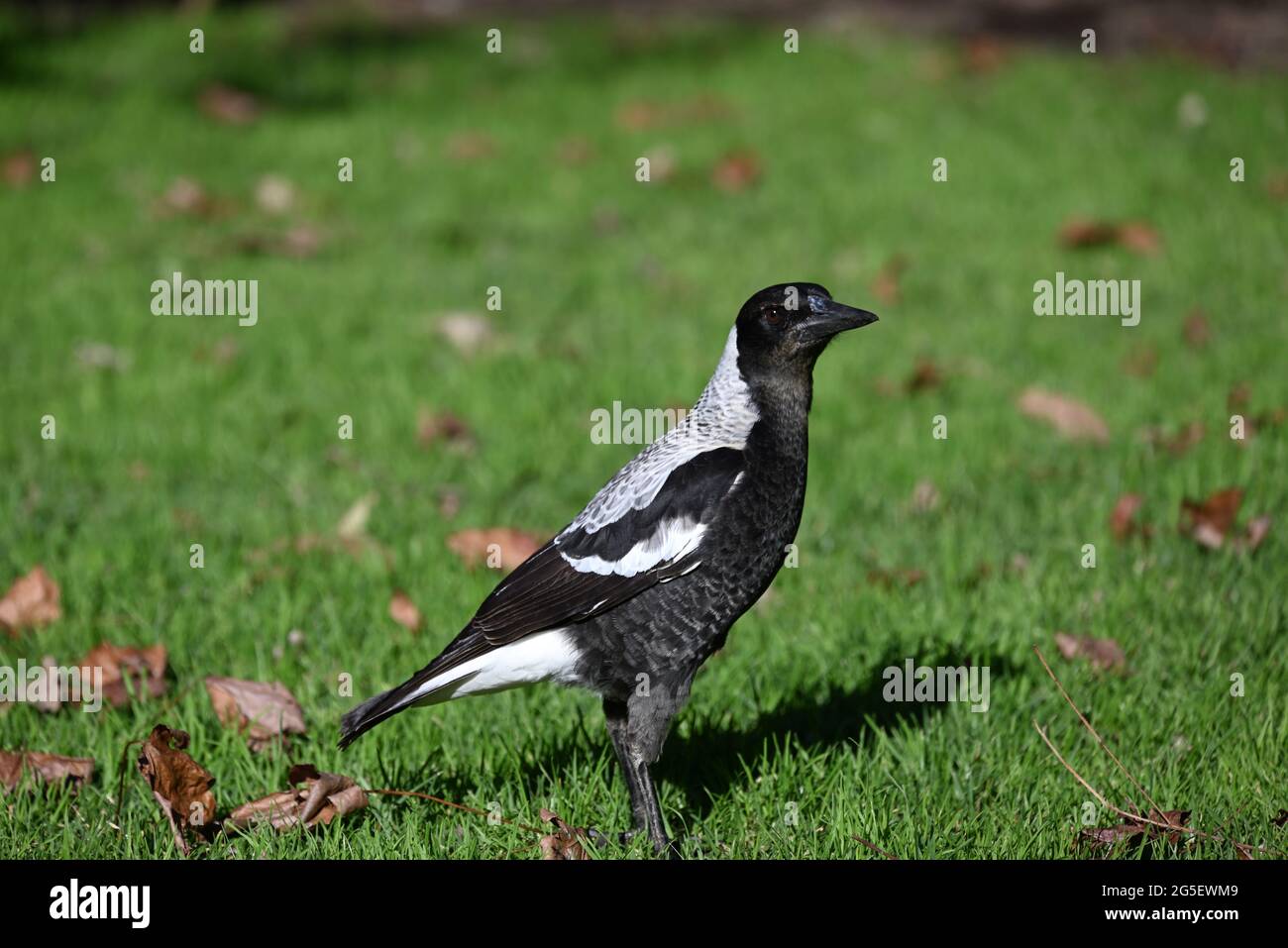 Juvenile magpie hi-res stock photography and images - Alamy