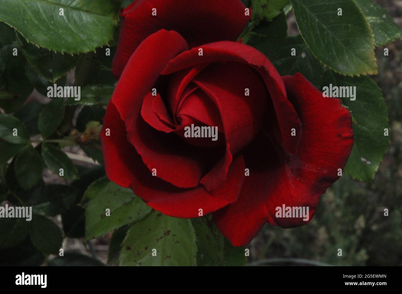 Wonderful vibrant rose Stock Photo - Alamy