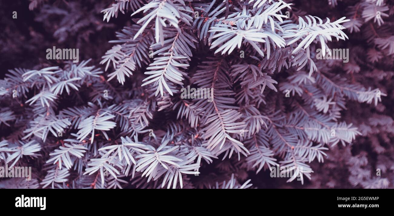 Beautiful green fir tree for christmas background. Nature wallpaper ...