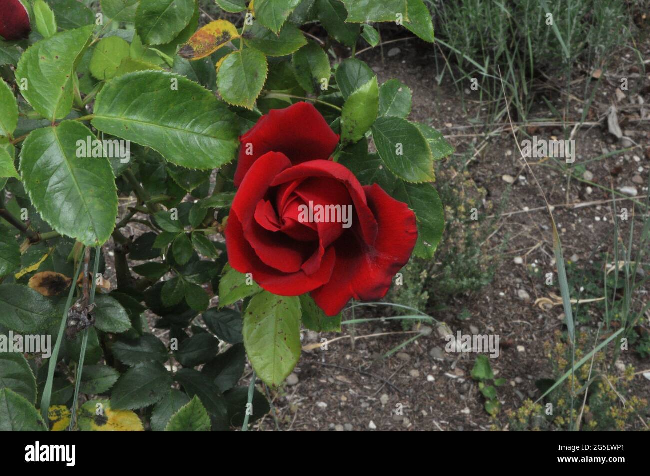 Wonderful vibrant rose Stock Photo - Alamy