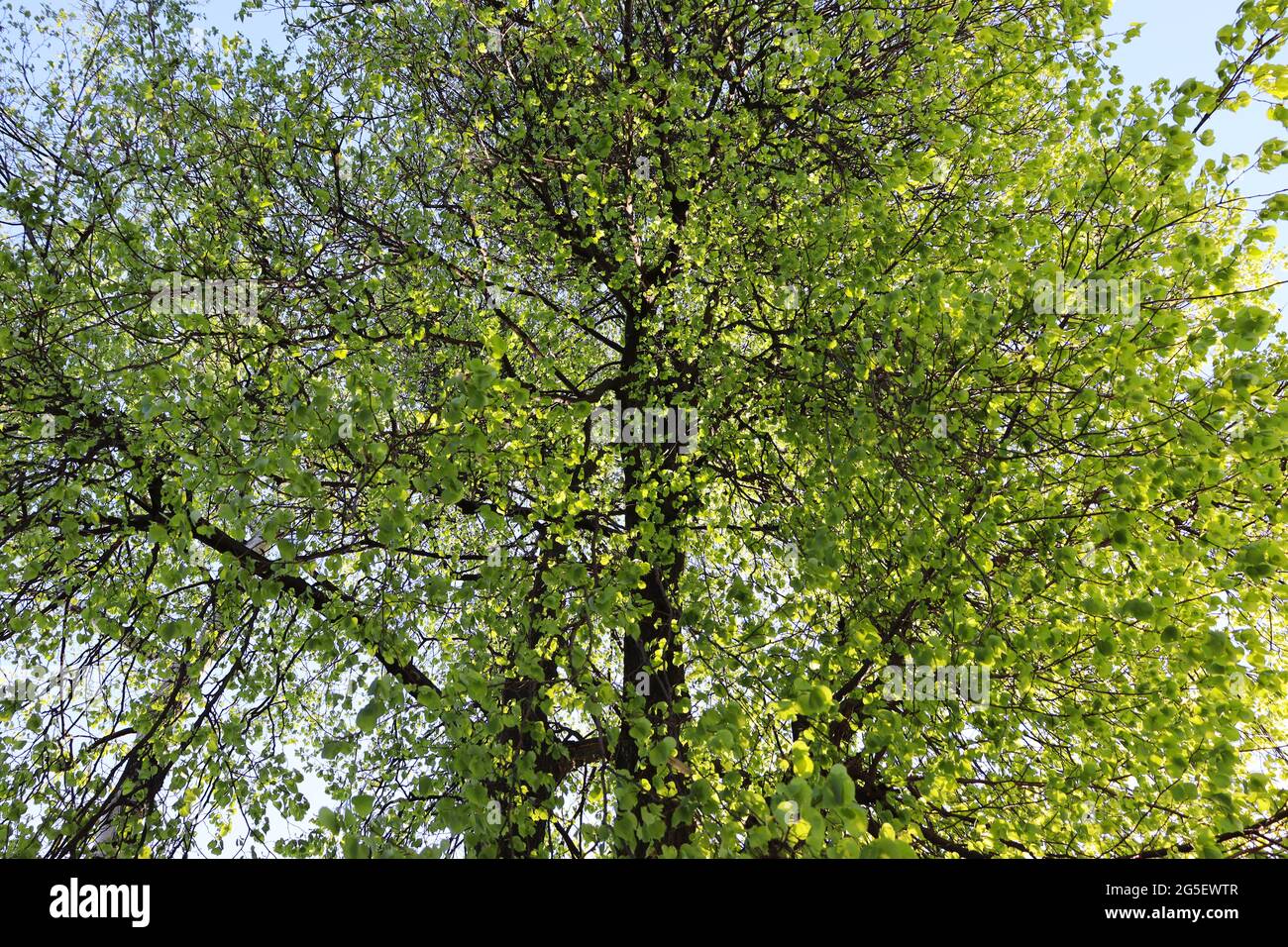 Beautiful nature background with big tree. Green leaves texture Stock ...