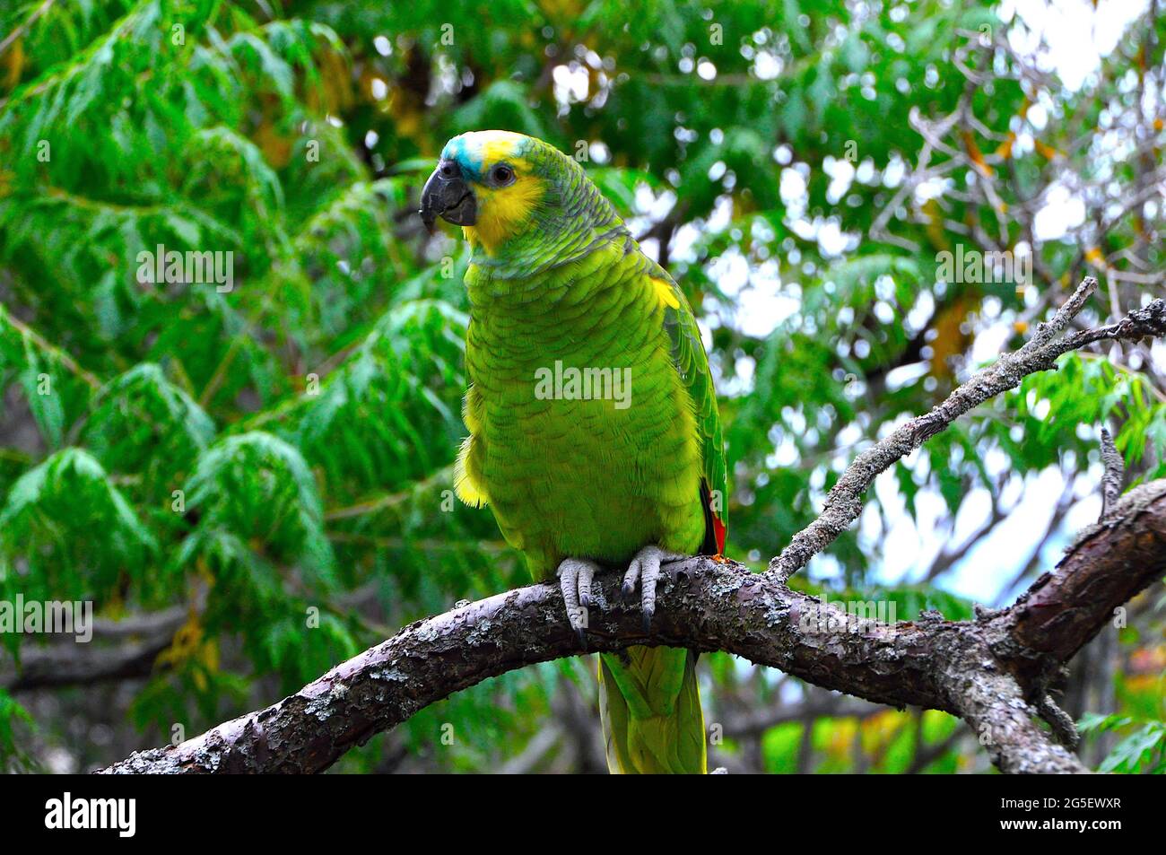 wonderful tropical bird (green parrot Stock Photo - Alamy