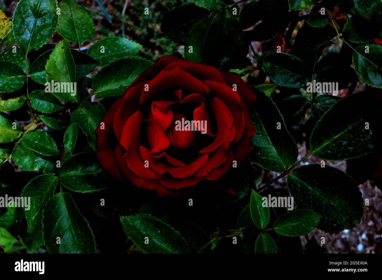 Wonderful vibrant rose Stock Photo - Alamy