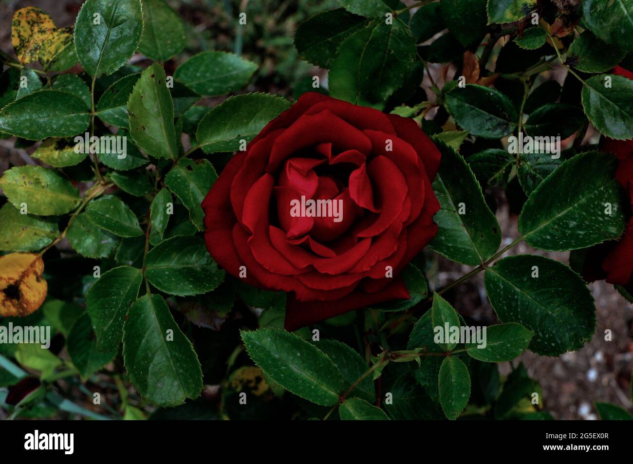 Wonderful rose hi-res stock photography and images - Alamy