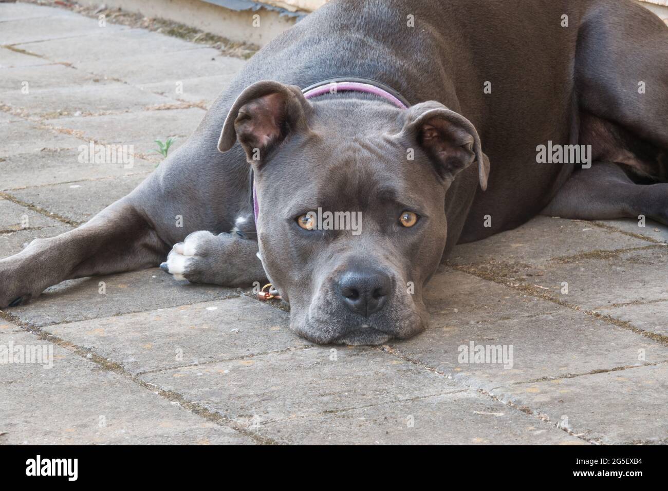 "Blue" Pet Female The American Staffordshire Terrier dog. Photographed ...