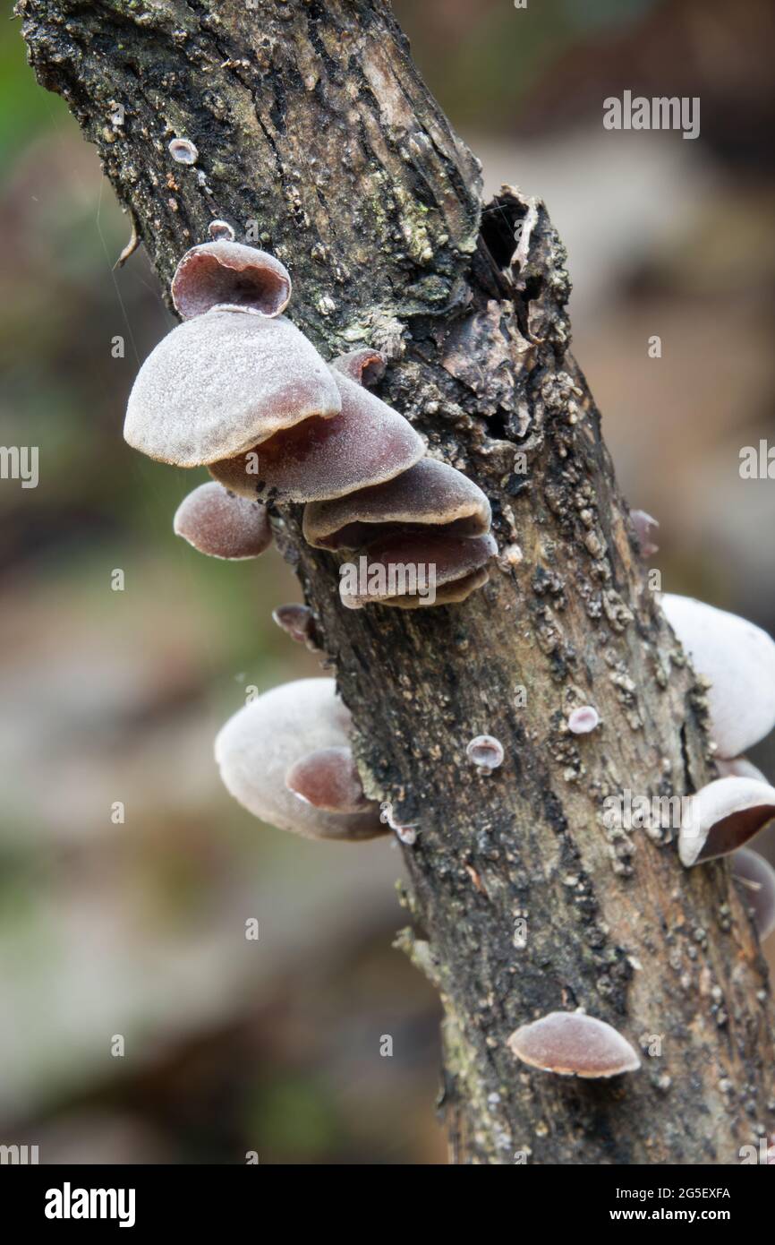 Group of Cloud ear fungi (Auricularia polytricha) growing on a dead ...