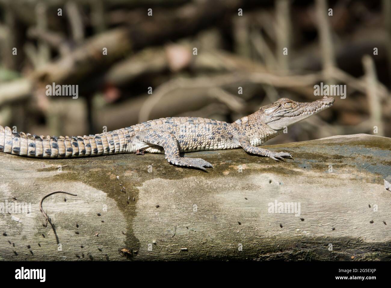 Saltwater crocodile (Crocodylus porosus) photographed on the river bank of the Daintree River ...