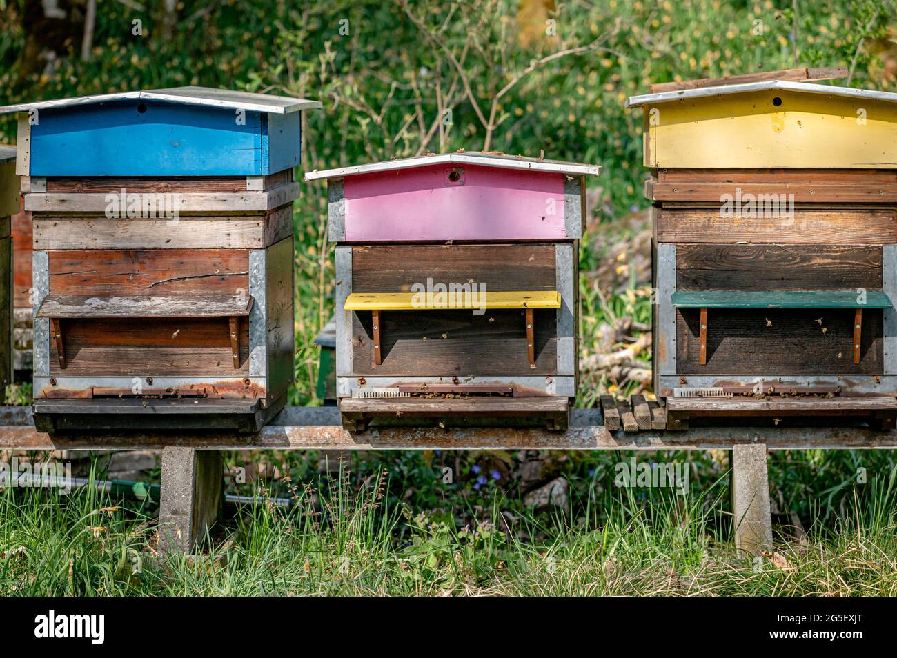 Hives of bees in the apiary. Painted wooden beehives with active honey ...