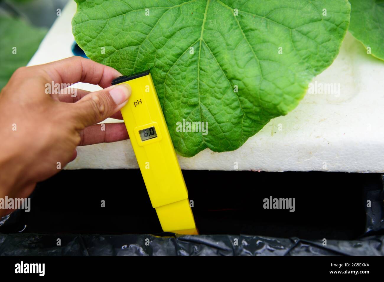 Ph meter medical device hi-res stock photography and images - Alamy