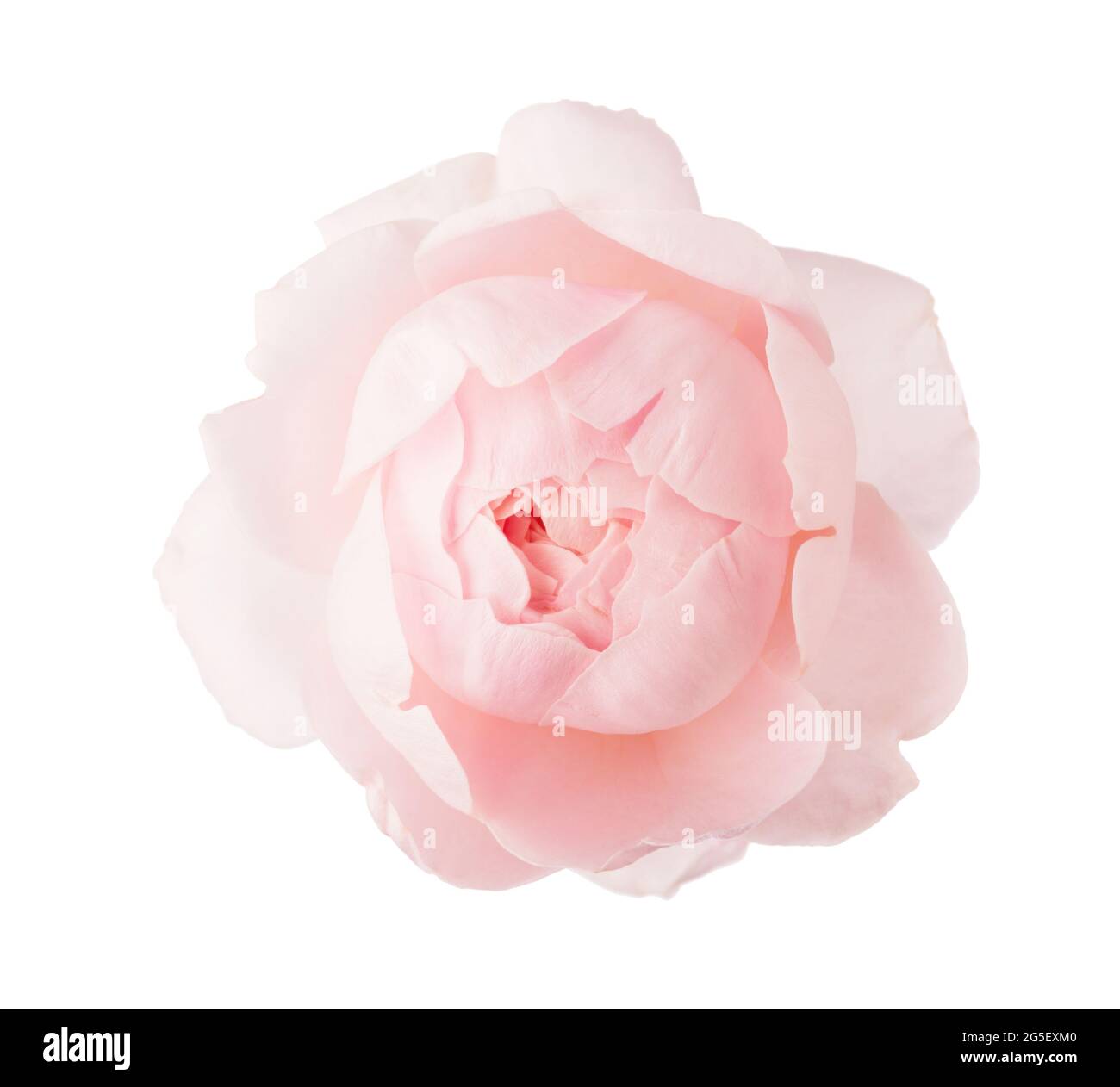 Pale light pink Rose isolated on white background Stock Photo - Alamy