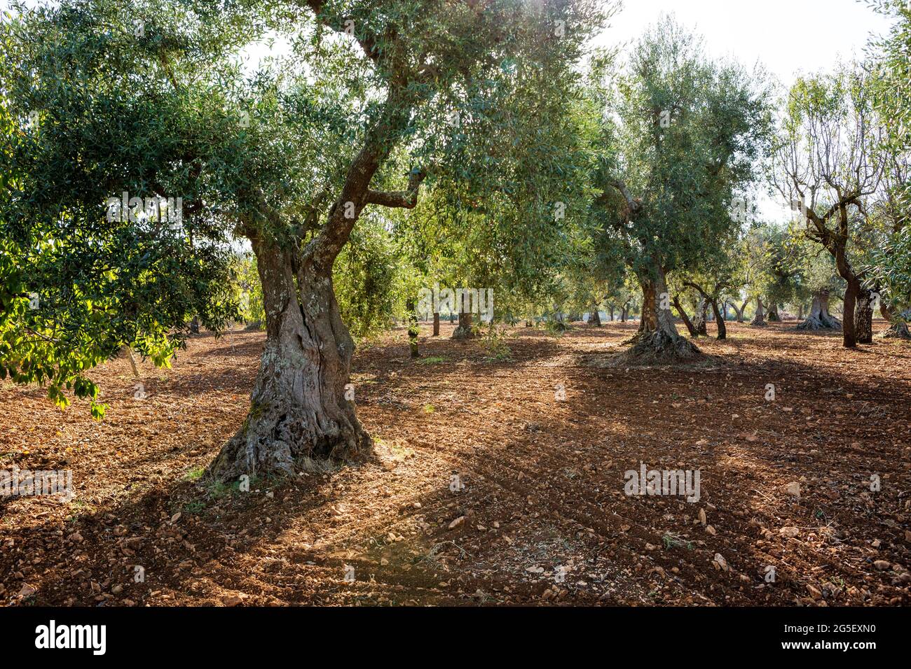Olive farm puglia hi-res stock photography and images - Alamy