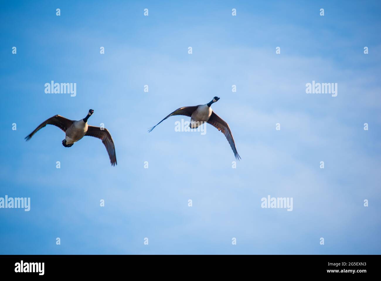Branta canadensis geese hi-res stock photography and images - Alamy