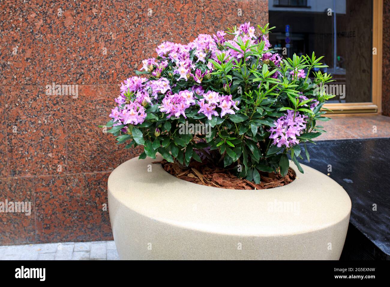 Haaga rhododendron park hi-res stock photography and images - Alamy