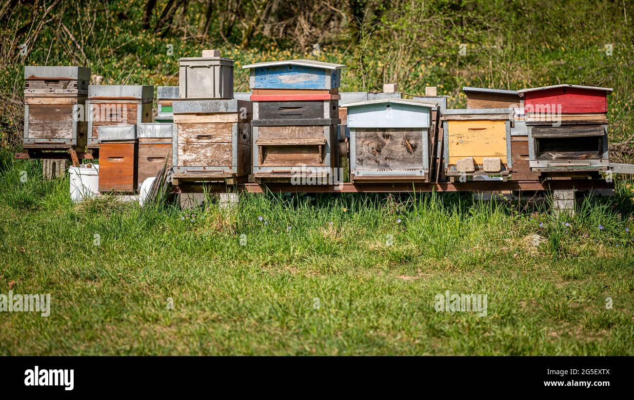 Hives of bees in the apiary. Painted wooden beehives with active honey ...