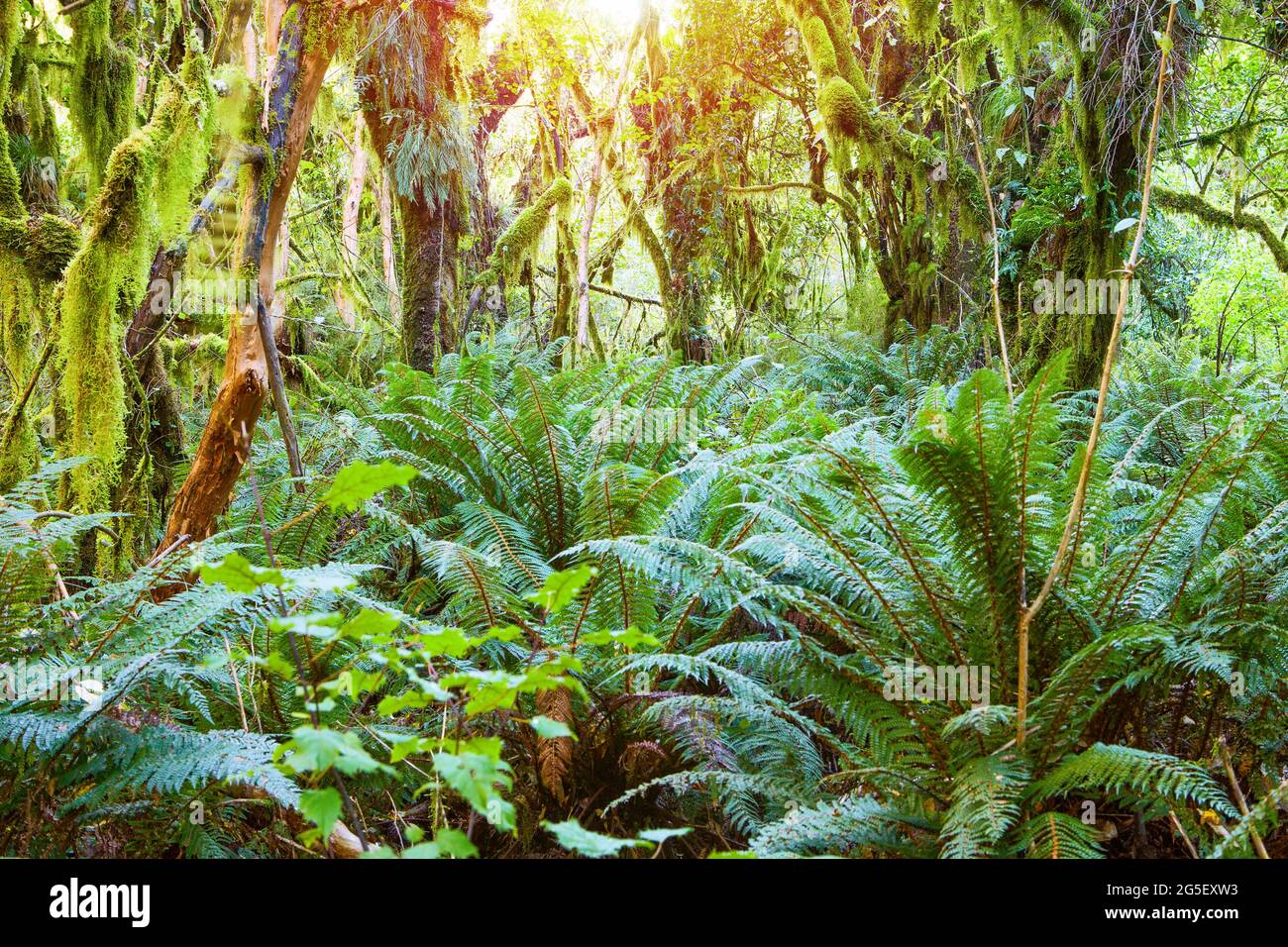 Temperate rain forest with ferns and mosses in Fiordland National Park ...