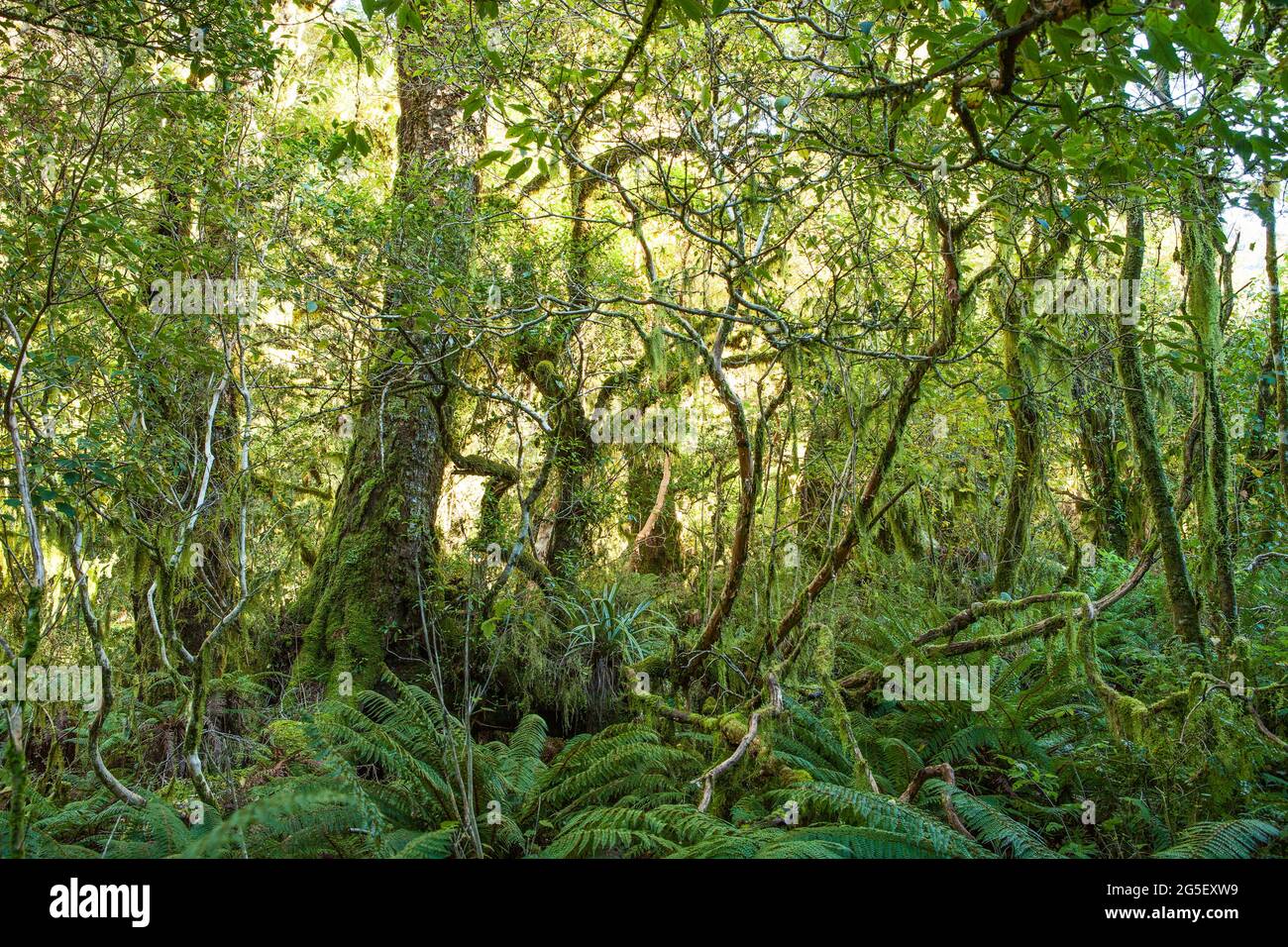 Thicket Lizard's Thicket Prepares For Busy New Year's Day